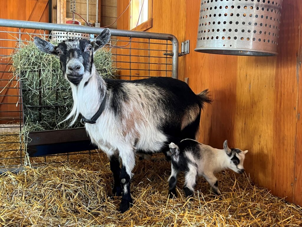 Minnesota Zoo Maternal Nature: Focus On Farm Moms - Zoos - USA ...