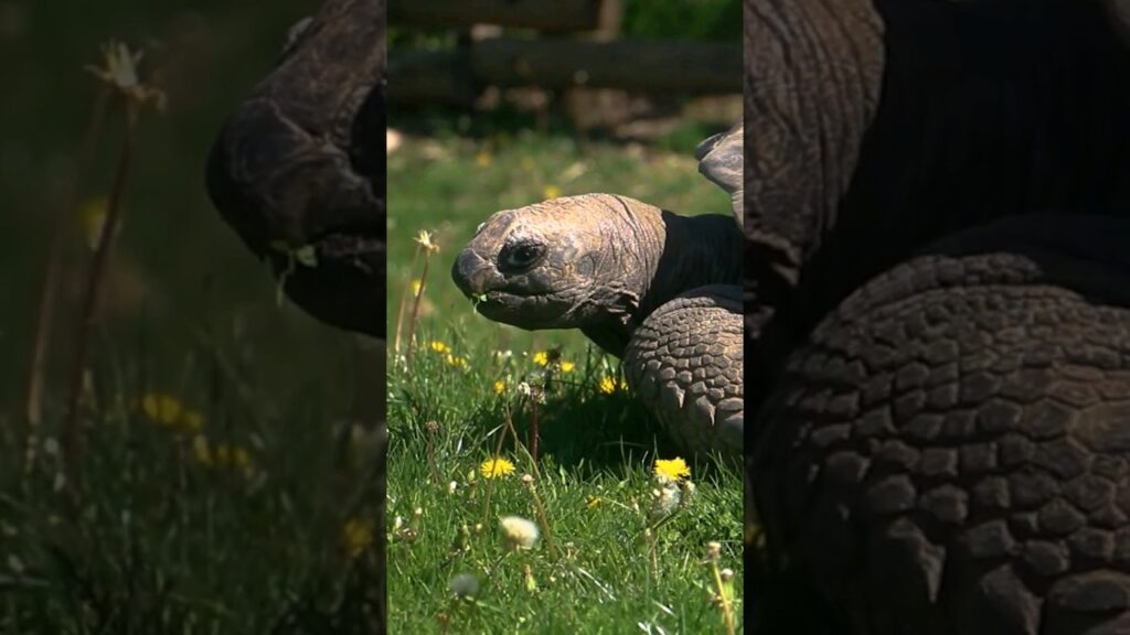 Tortoises On The Move! - Zoos - USA - Iowa - Blank Park Zoo (Des Moines ...