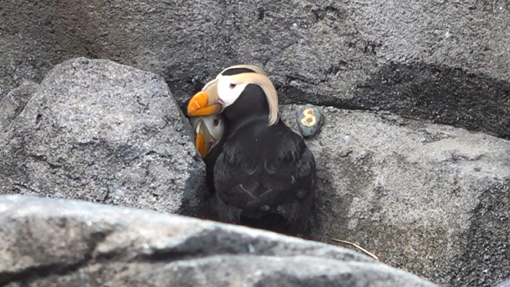 Avian Spring In Telequarium! - Zoos - USA - Alaska - Alaska SeaLife ...