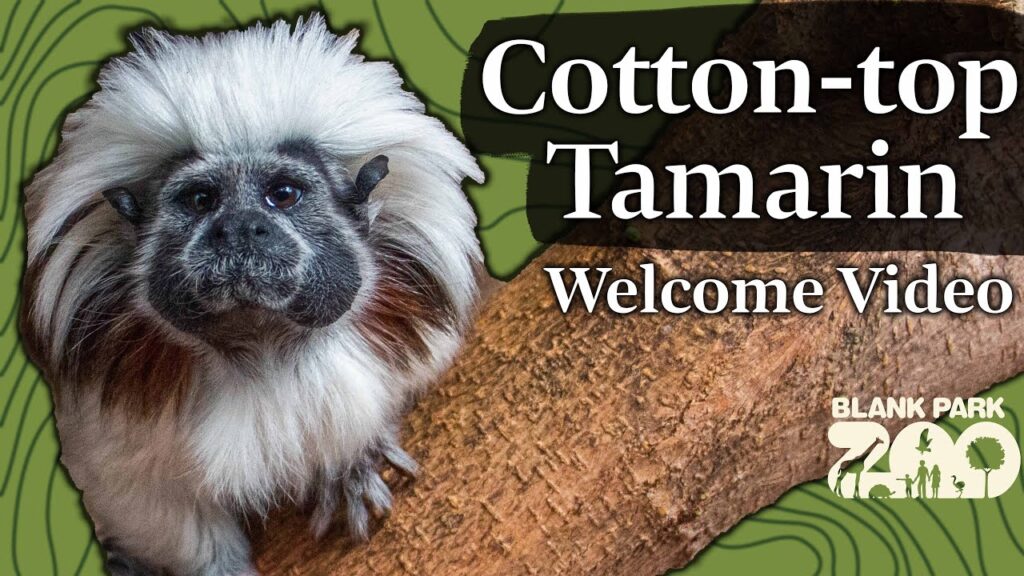 Blank Park Zoo Welcomes Cotton-top Tamarin - Zoos - USA - Iowa - Blank ...