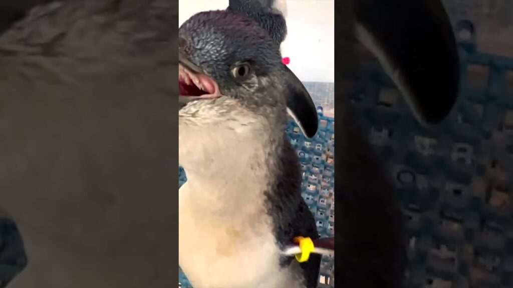 Little Penguin Chick Chirping - Cincinnati Zoo - Zoo Guide