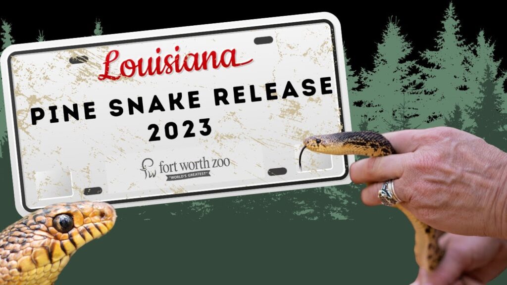 LA Pine Snake Release 2023 - Zoos - USA - Texas - Fort Worth Zoo Zoo Guide