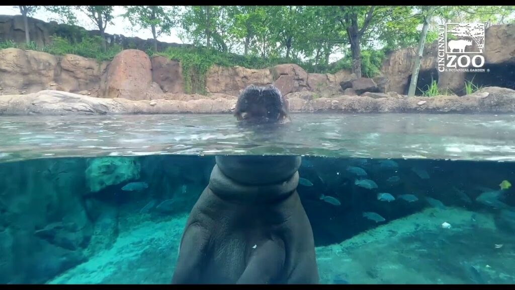 Fiona Eating Lettuce - Cincinnati Zoo - Zoos - USA - Ohio - Cincinnati ...