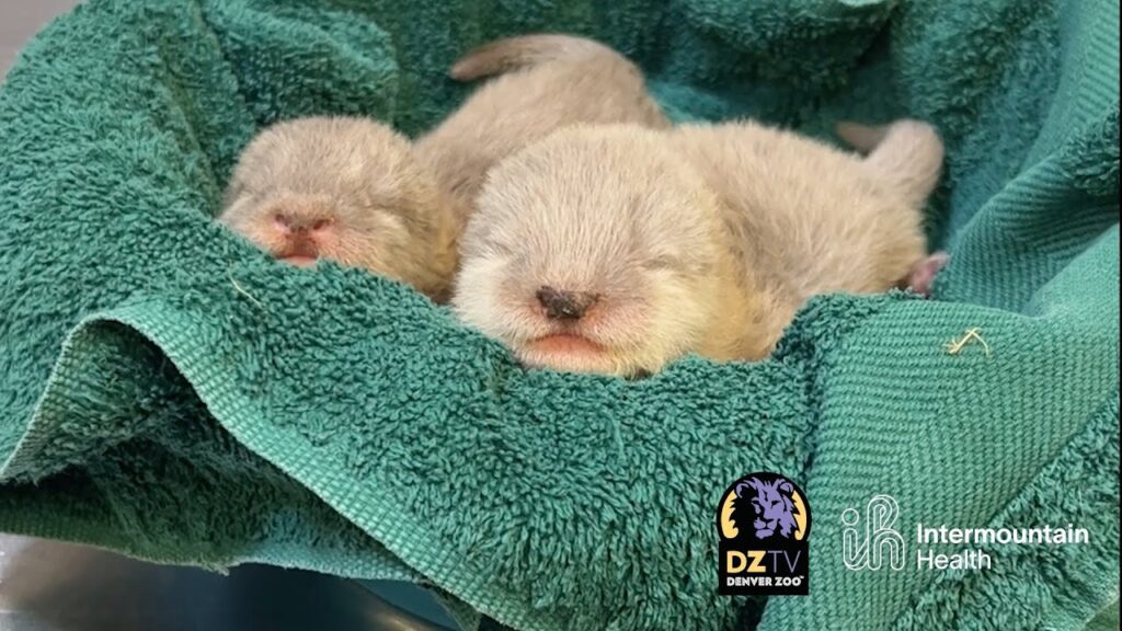 Introducing Our Asian Small-Clawed Otter Pups! - Zoo Guide