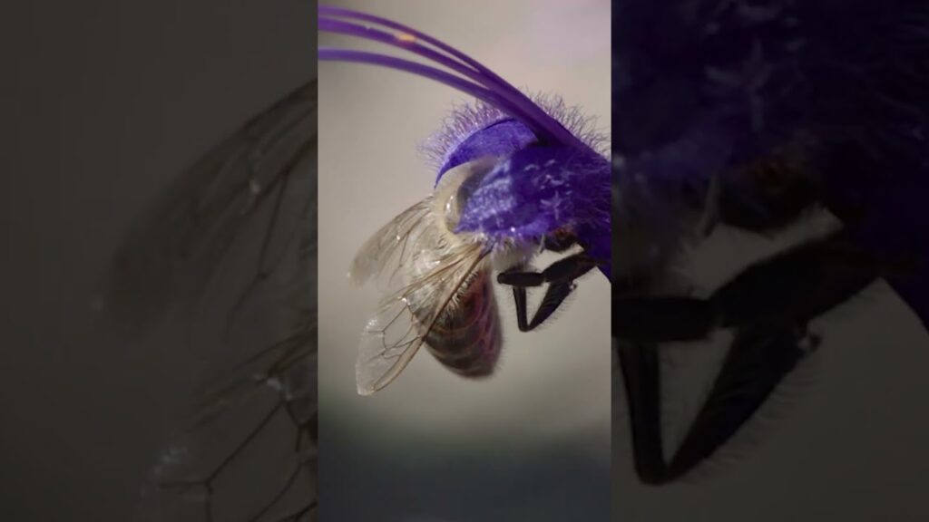 Purple Pollen Harvester For World Bee Day - Zoos - USA - California ...