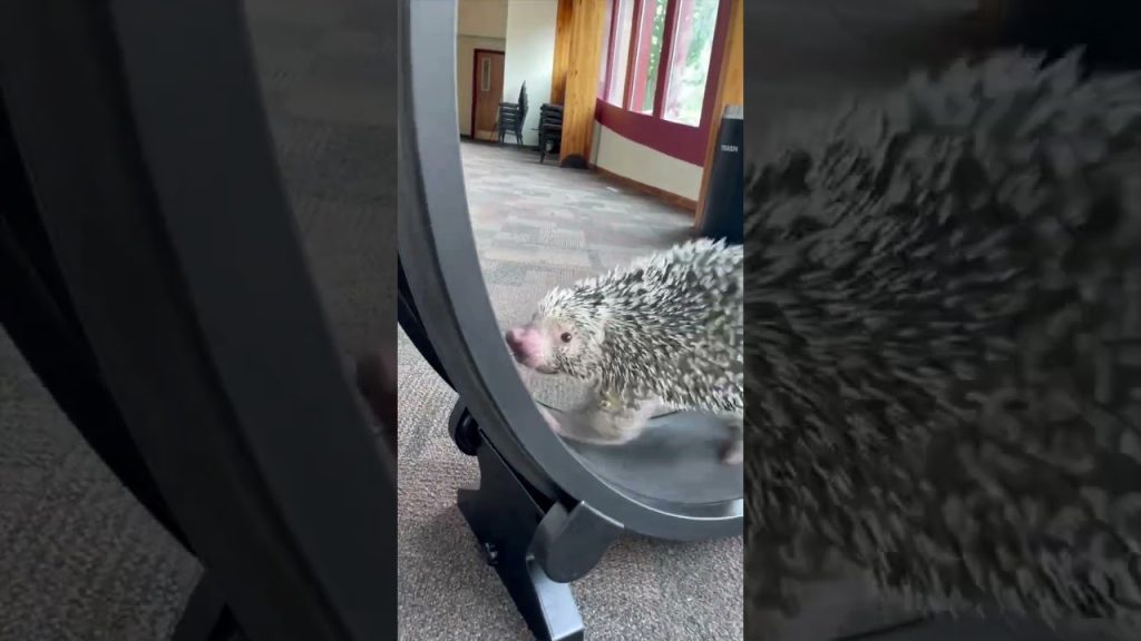 Porcupine Exercising: Cincinnati Zoo - Zoos - USA - Ohio - Cincinnati ...