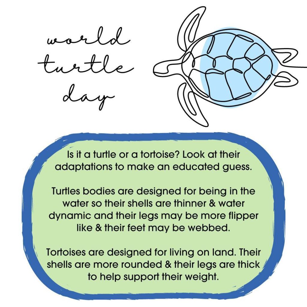 Today Is World Turtle Day! - Zoos - USA - Texas- Abilene Zoo Zoo Guide