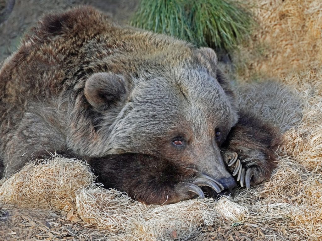 Happy Bear Week: Celebrating And Raising Awareness For Eight Bear ...