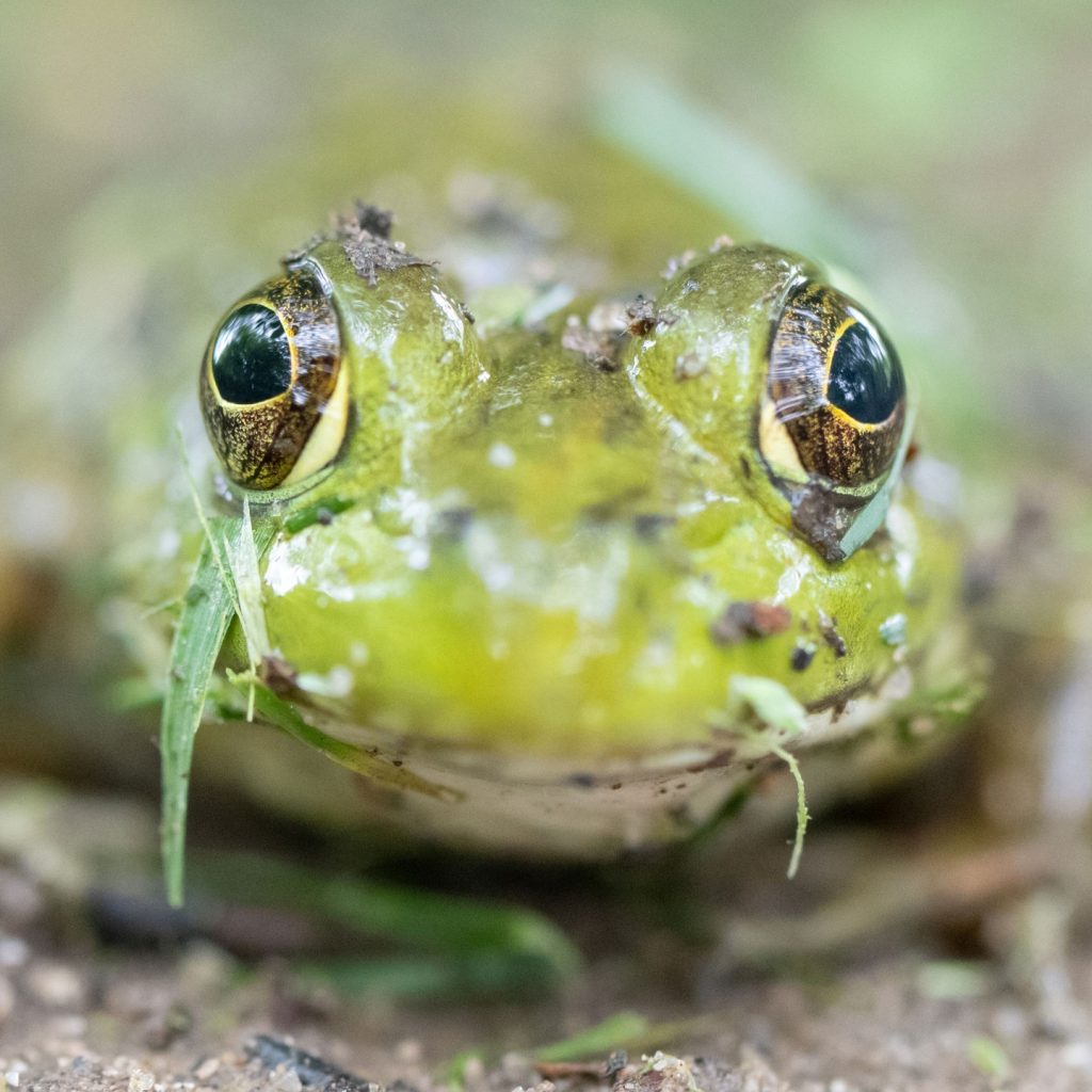 A Dive into the Baltimore 2023 City Nature Challenge: A Blend of ...