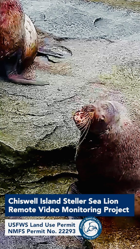 Male Steller Sea Lions Roaming at Chiswell Island: A Weekly Wildlife ...