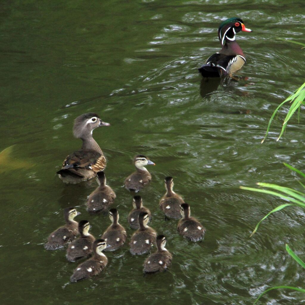 Celebrating The Incredible Moms On Mother's Day! May Your Day Be Filled ...
