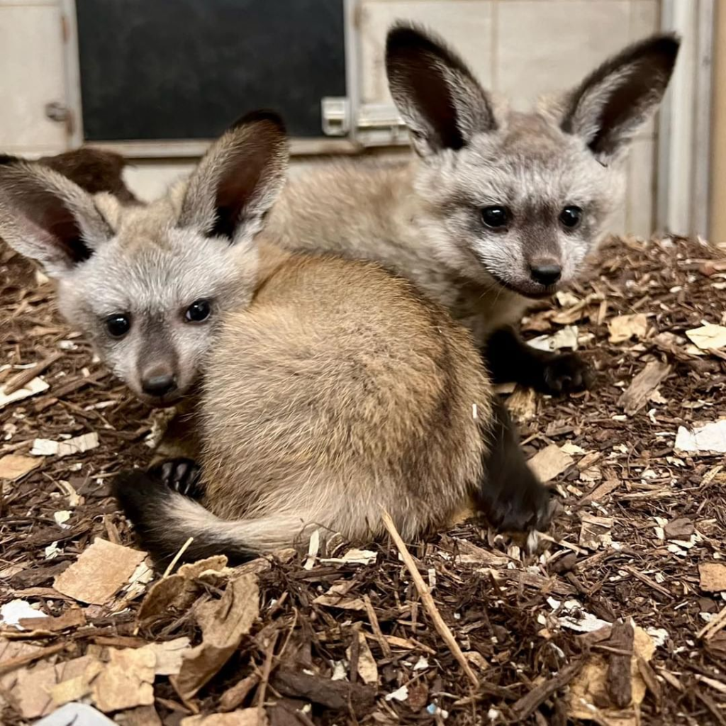 Listen Up! The Unheard Chronicles Of Bat-Eared Fox Kits - Zoos - USA ...