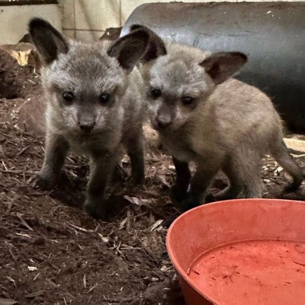 Zoo Babies: Adorable Bat-eared Fox Kits! - Zoos - USA - Ohio ...