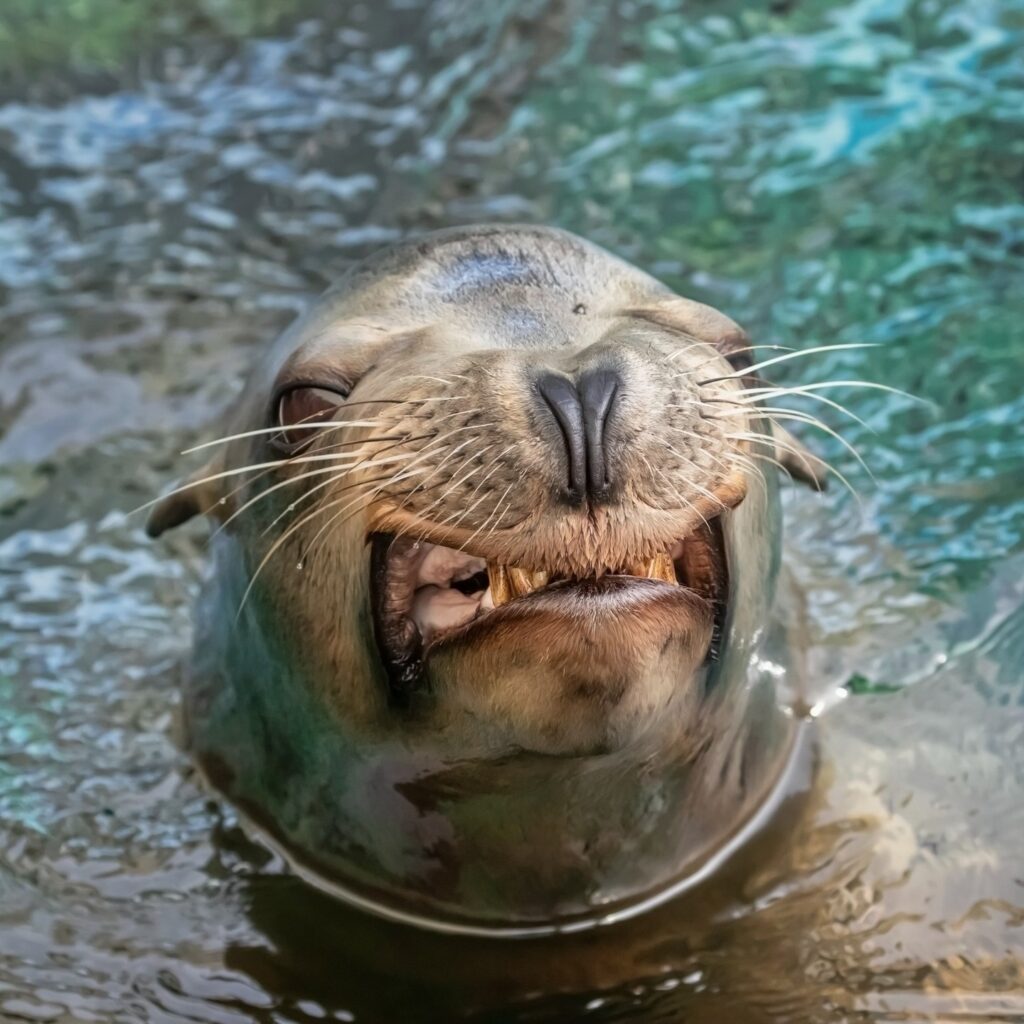 Smile For The Camera - Zoos - USA - California - Long Beach Zoo Guide