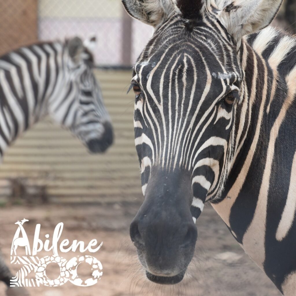 Meet Shinda, The 20-Year-Old Plains Zebra With Bold New Stripes - Zoos ...
