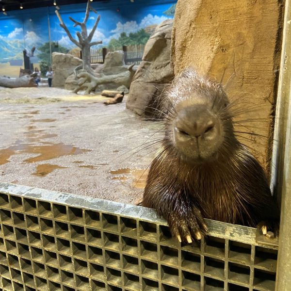 A Biologist's Encounter With A Curious Creature At Adventure Aquarium ...