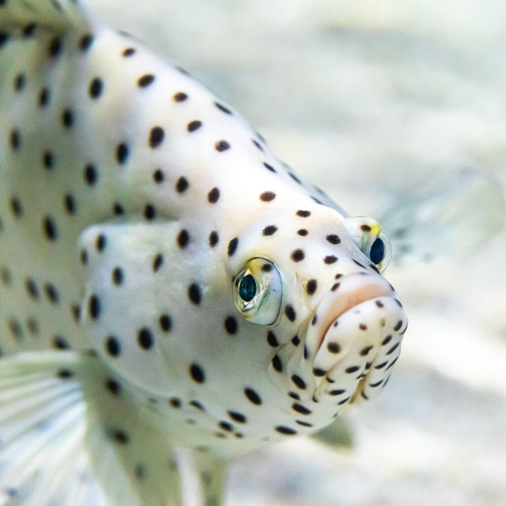 The Kaleidoscope Beneath The Waves: The Art Of Fish Coloration - Zoos ...