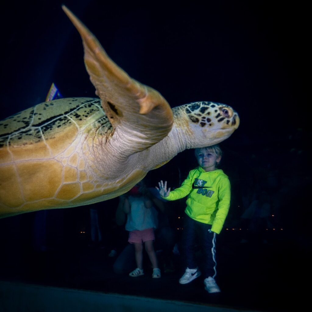 Let's Applaud Tank, The Beloved Green Sea Turtle! - Zoos - USA ...