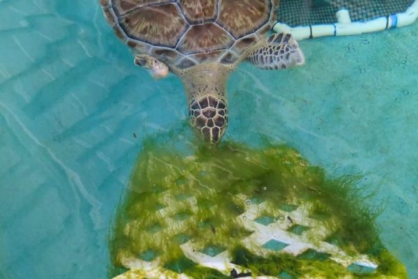 Growing Algae For Sea Turtles - Zoos - USA - Florida - Brevard Zoo ...