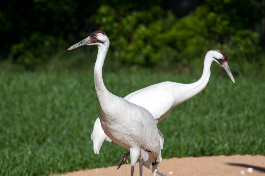 Happy Whooping Crane Day! - The Houston Zoo - Zoo Guide