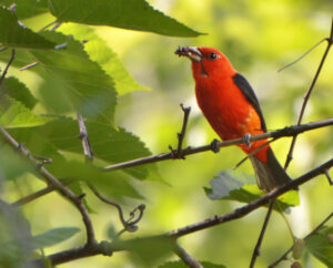 Feathered Friends: A Gander at Bird Day - Zoo Guide