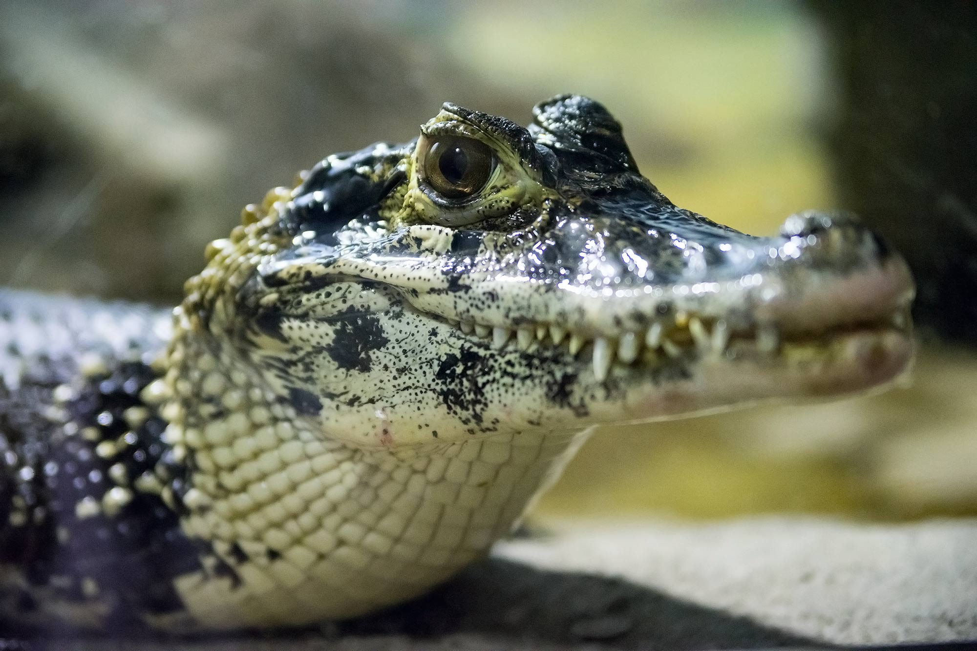 Definitive Guide To Black Caiman Facts, Habitat, Conservation Status ...