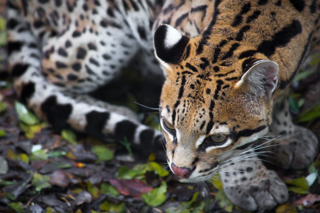 Definitive Guide To Ocelot Facts, Habitat, Conservation Status, Zoo ...