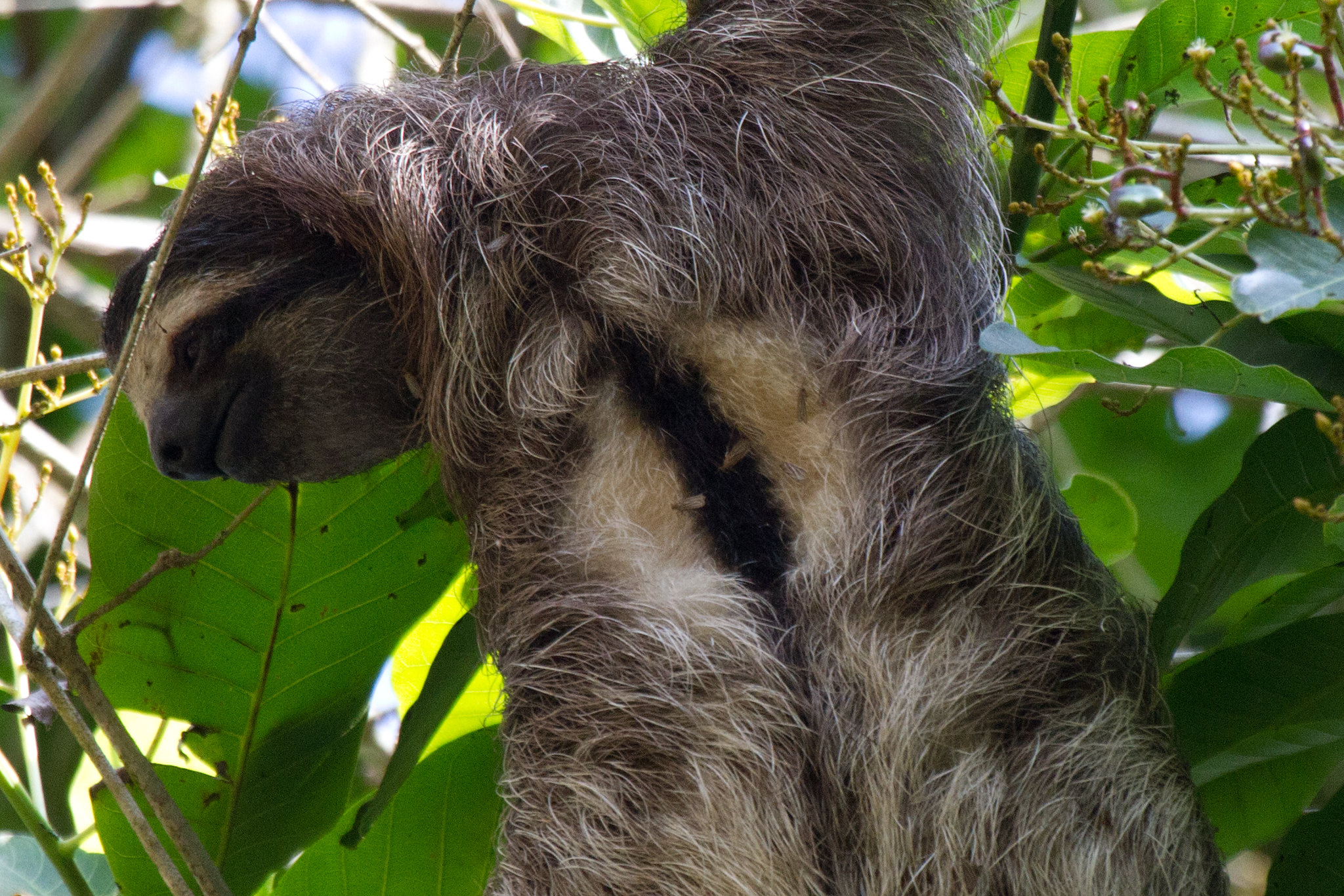 Definitive Guide To Brown-throated Sloth Facts, Habitat, Conservation ...