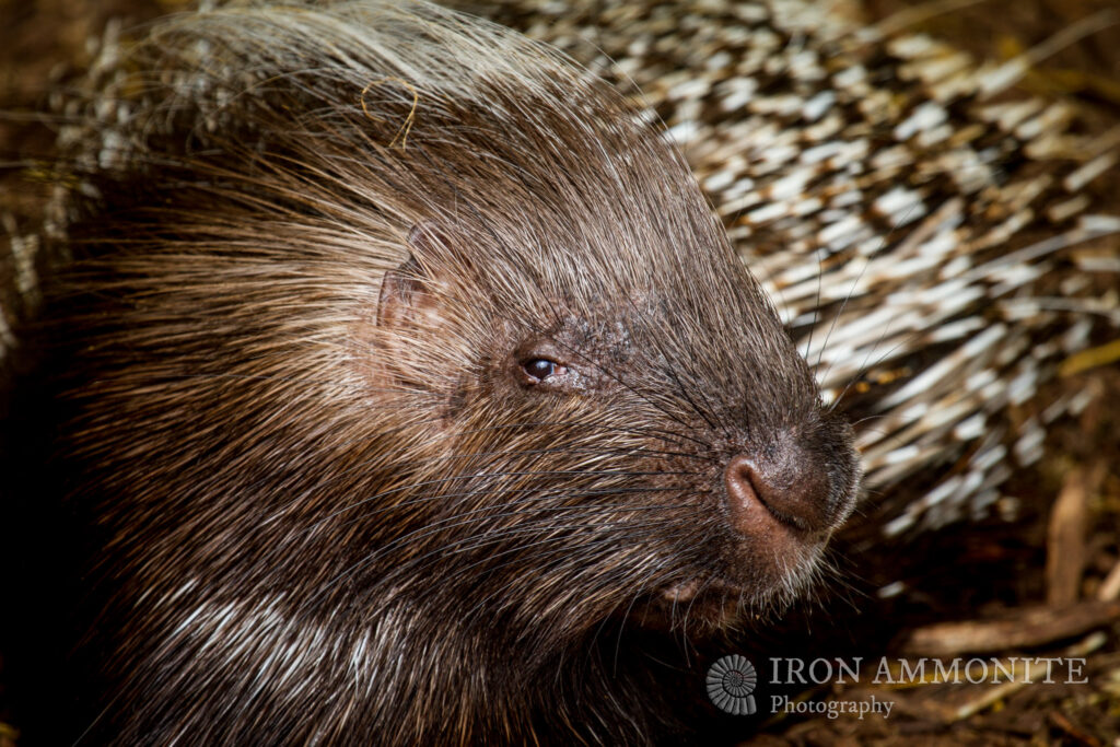 Definitive Guide To Indian Crested Porcupine Facts, Habitat ...