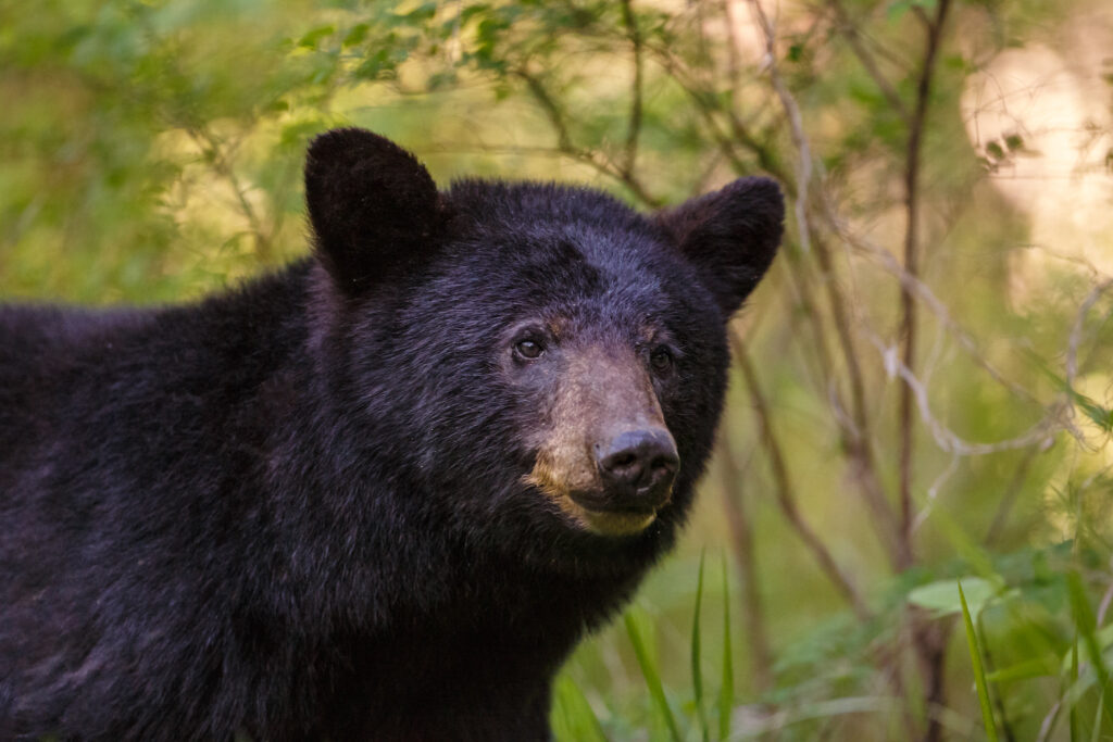 Definitive Guide To American Black Bear Facts, Habitat, Conservation ...