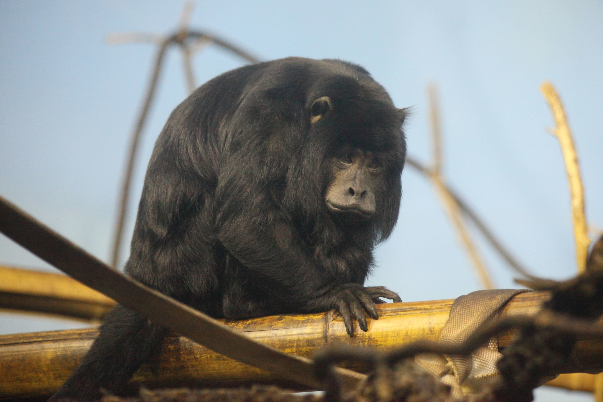 Black Howler Monkey - Zoo Guide