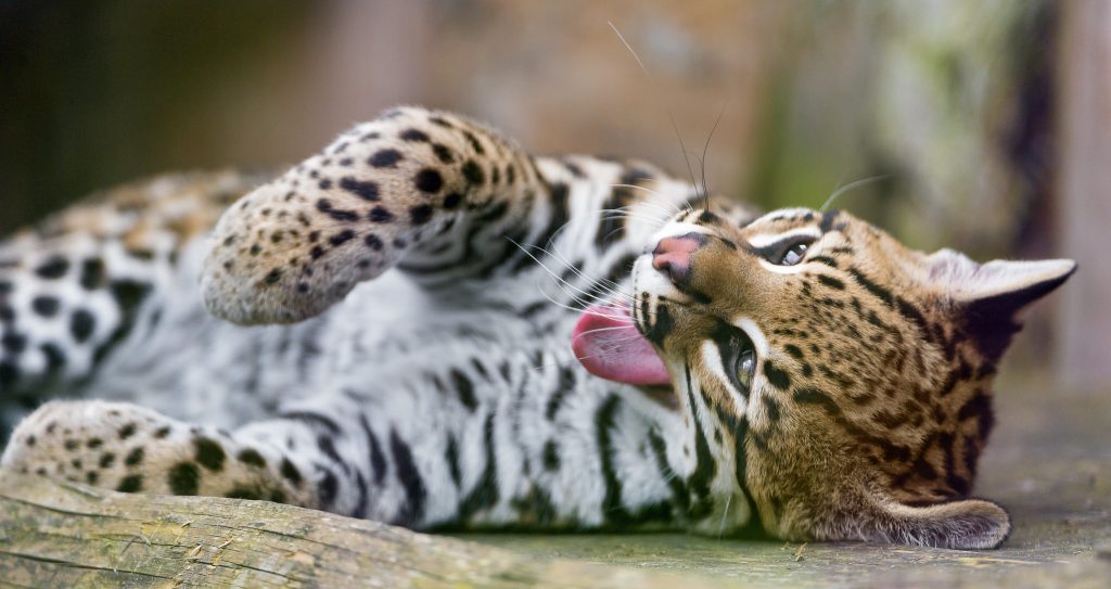 Definitive Guide To Ocelot Facts, Habitat, Conservation Status, Zoo ...