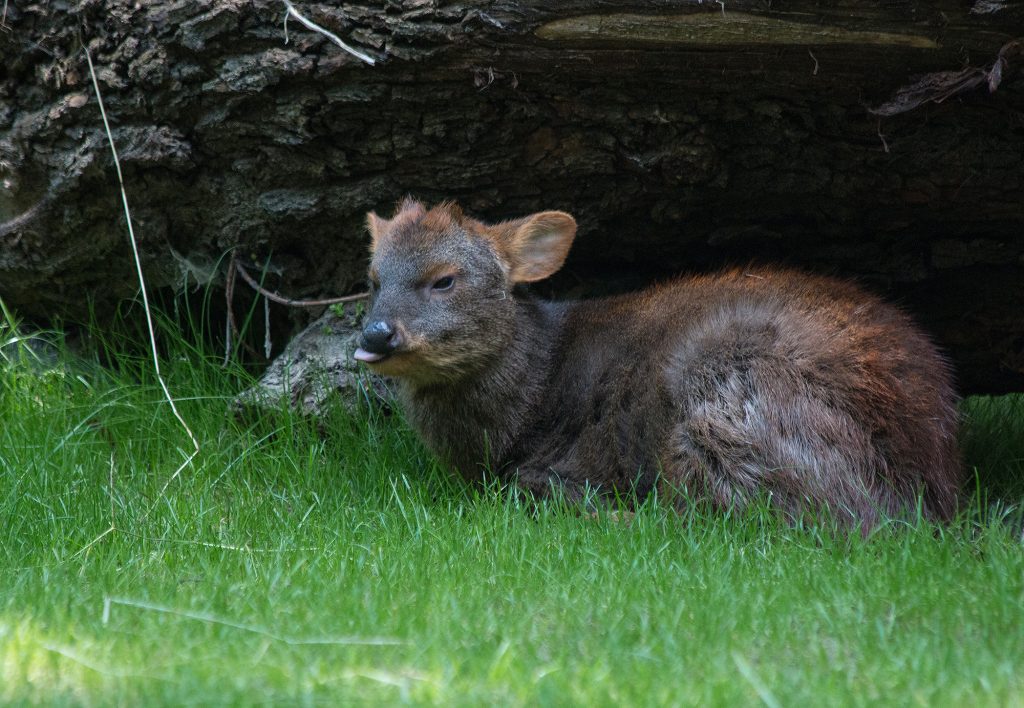 Definitive Guide To Southern Pudu Facts, Habitat, Conservation Status ...
