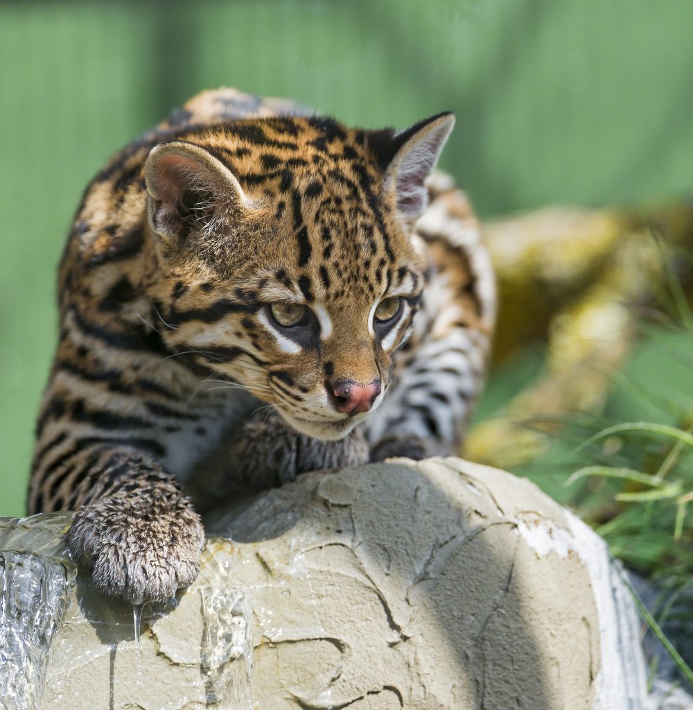 Definitive Guide To Ocelot Facts, Habitat, Conservation Status, Zoo ...