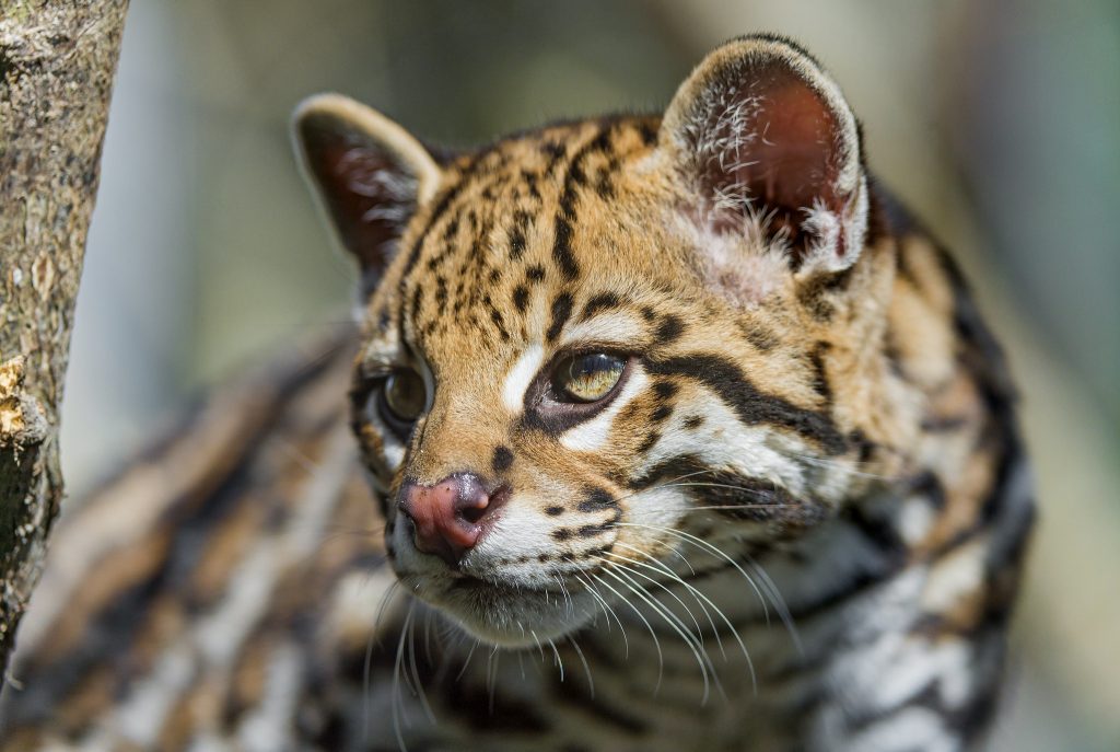 Definitive Guide To Ocelot Facts, Habitat, Conservation Status, Zoo ...