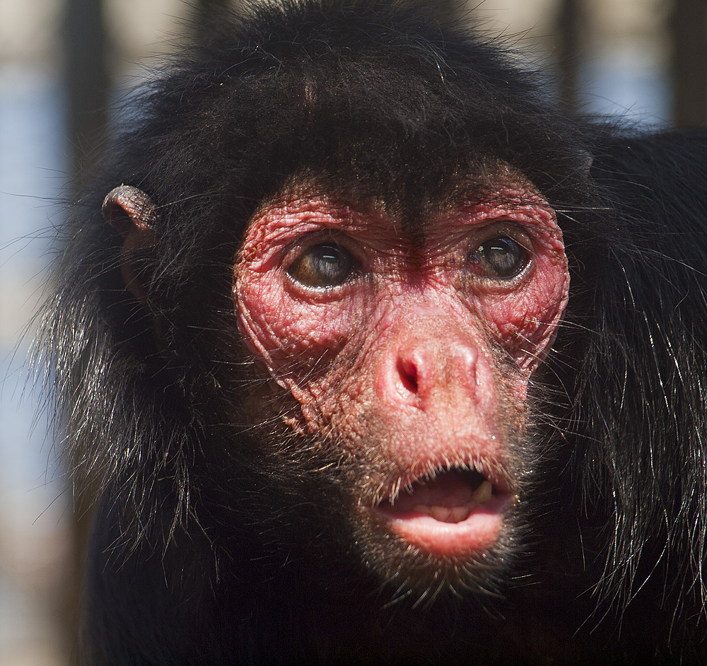 Definitive Guide To Red-Faced Spider Monkey Facts, Habitat ...