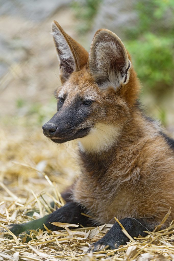 Definitive Guide To Maned Wolf Facts, Habitat, Conservation Status, Zoo ...