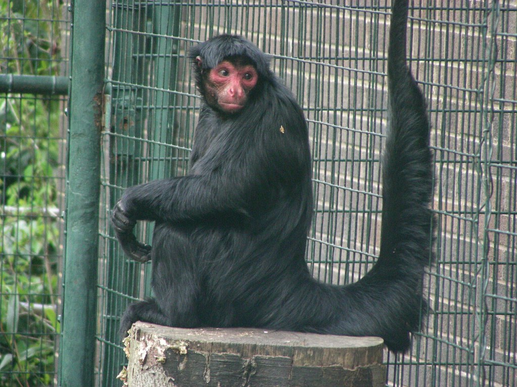 Definitive Guide To Red-Faced Spider Monkey Facts, Habitat ...