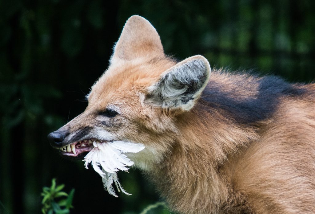 Definitive Guide To Maned Wolf Facts, Habitat, Conservation Status, Zoo ...