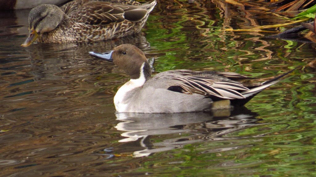 Definitive Guide To Northern Pintail Facts, Habitat, Conservation ...