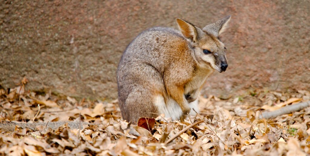 Definitive Guide To Tammar Wallaby Facts, Habitat, Conservation Status ...