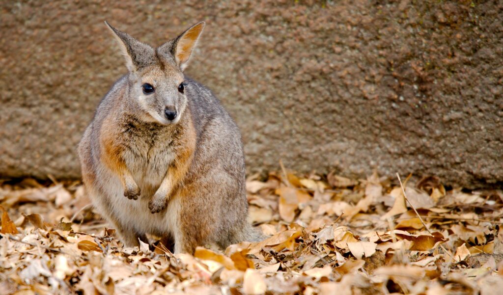 Definitive Guide To Tammar Wallaby Facts, Habitat, Conservation Status ...