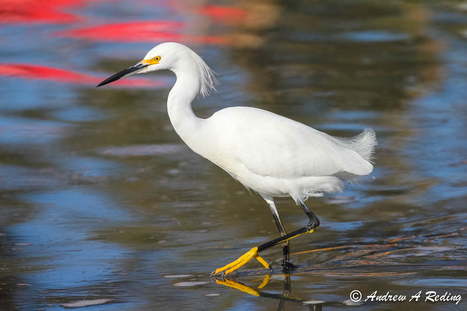Definitive Guide To Snowy Egret Facts, Habitat, Conservation Status ...