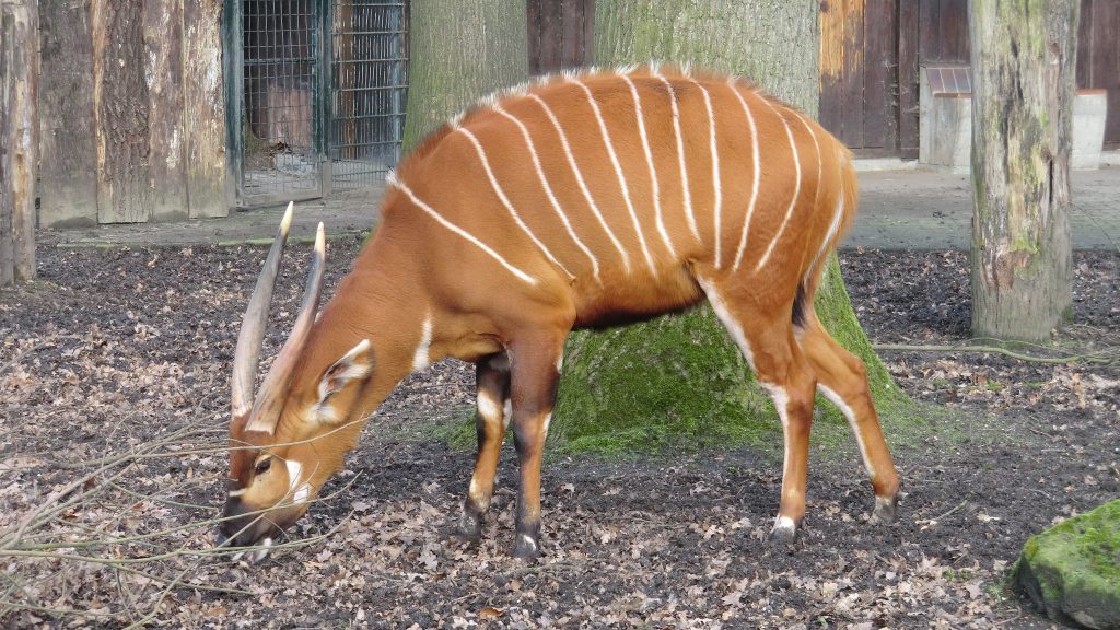 Definitive Guide To Bongo Facts, Habitat, Conservation Status, Zoo ...