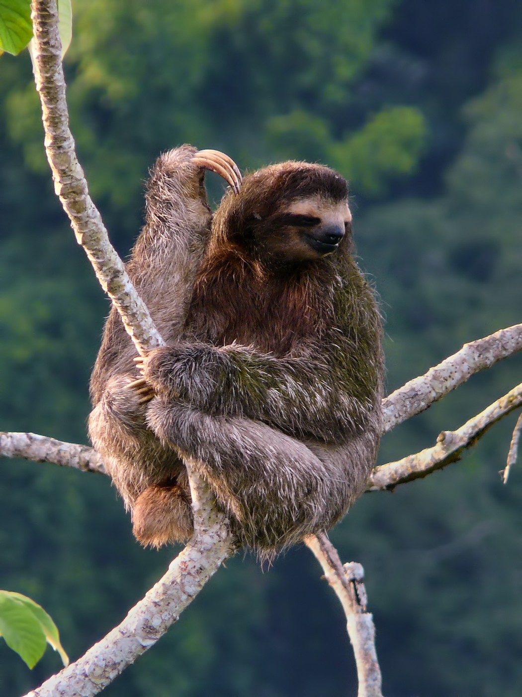 Definitive Guide To Brown-throated Sloth Facts, Habitat, Conservation ...