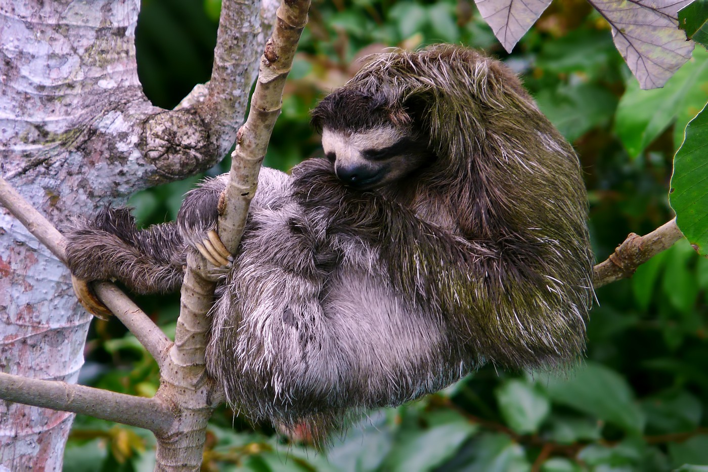 Definitive Guide To Brown-throated Sloth Facts, Habitat, Conservation ...