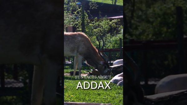 Addax Facts: Did You Know? - Zoos - USA - Iowa - Blank Park Zoo (Des ...