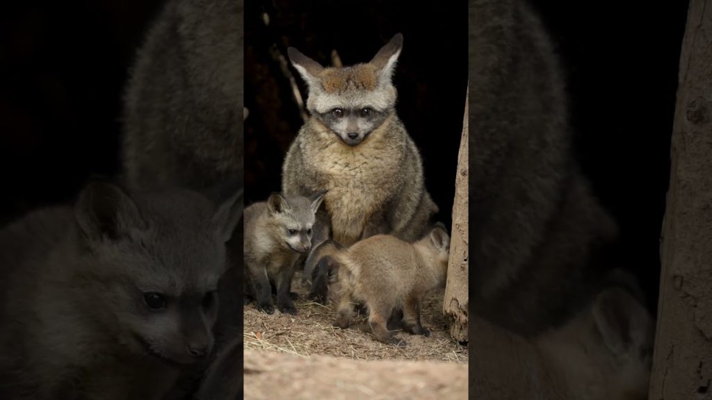 Adventurous Kits Of The Bat-Eared Fox Roam - Zoos - USA - California ...