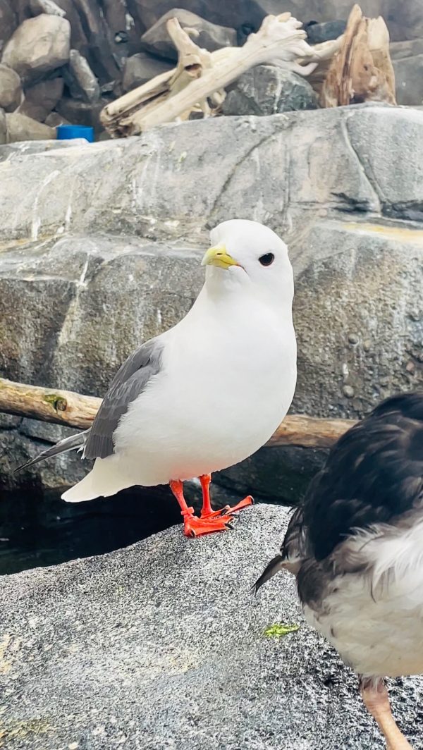 Introducing Piggy, The Bird Of The Week! - Zoos - USA - Alaska - Alaska ...