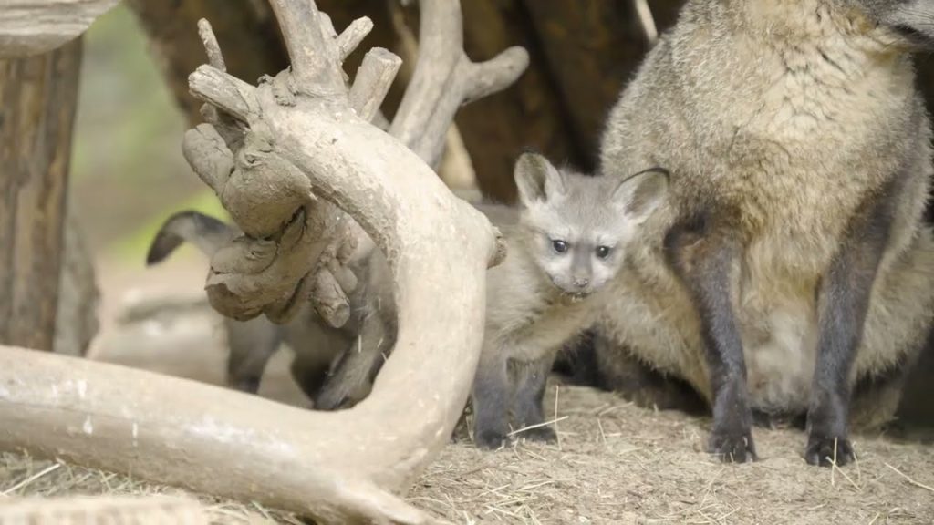 Bat-Eared Fox Kits' First Exploration - Zoo Guide